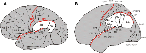 The human inferior parietal lobule in stereotaxic space | SpringerLink