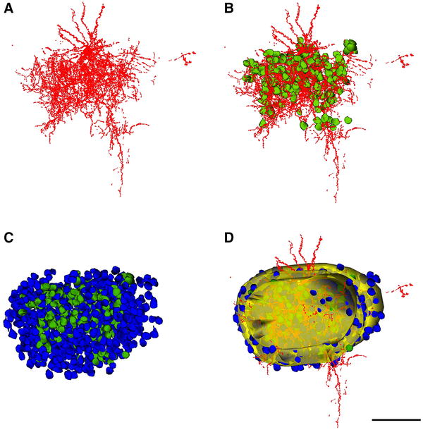 Spatial distribution of neurons innervated by chandelier cells ...