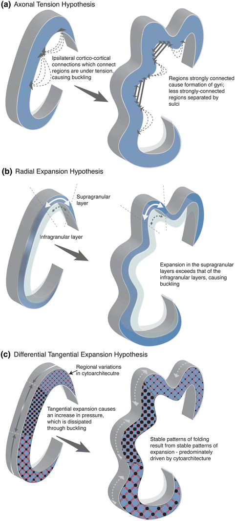 From genes to folds: a review of cortical gyrification theory ...
