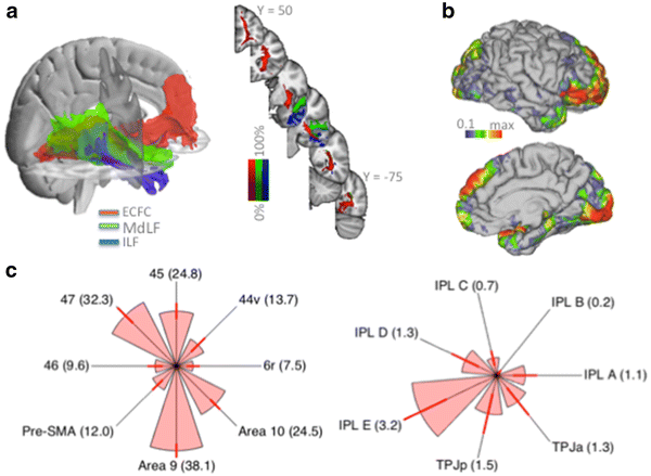 The extreme capsule fiber complex in humans and macaque monkeys: a ...