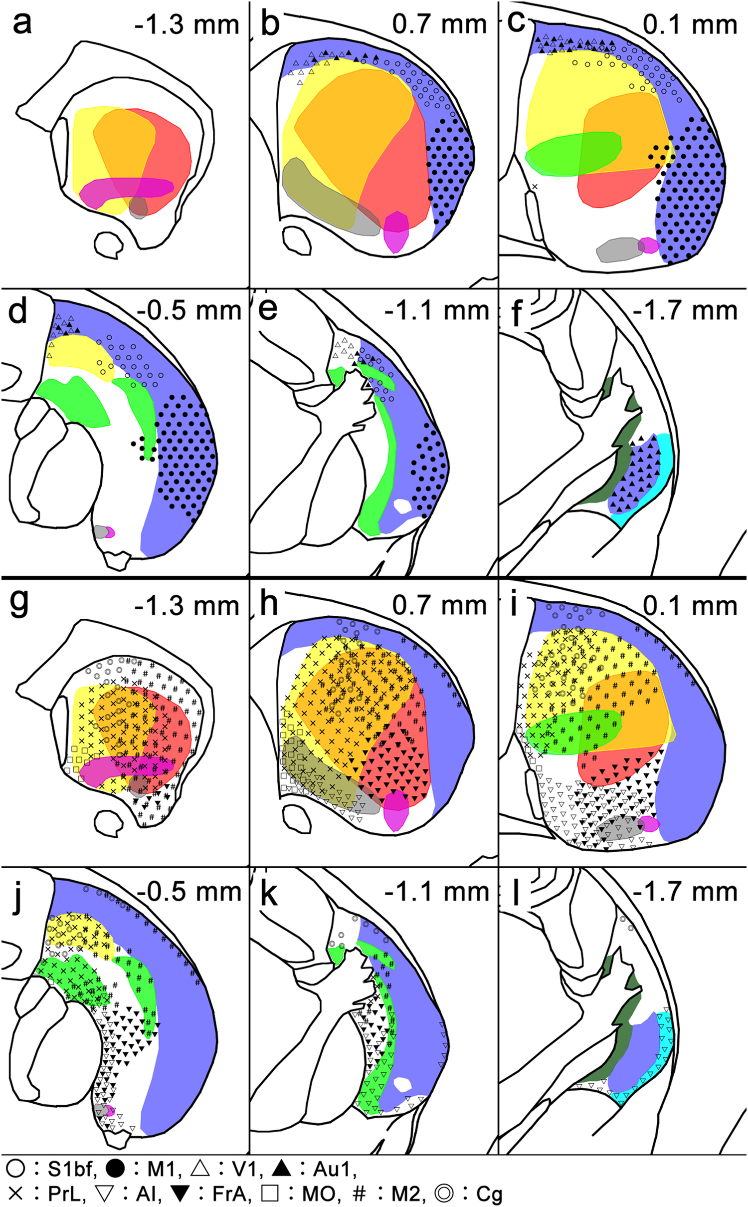 Striosome-based map of the mouse striatum that is conformable to both ...