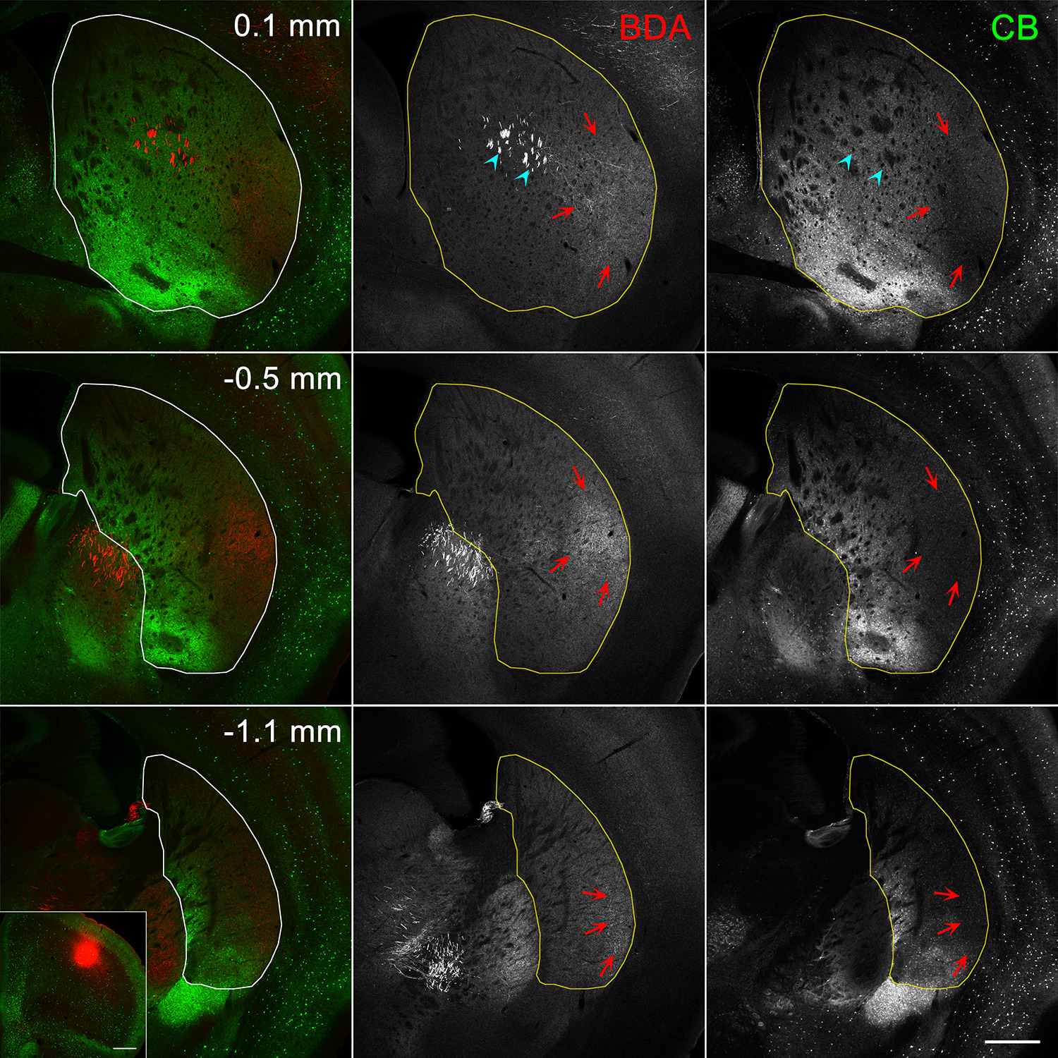 Striosome-based map of the mouse striatum that is conformable to both ...