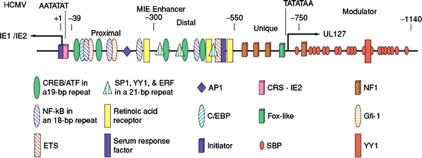 Role of the cytomegalovirus major immediate early enhancer in acute ...