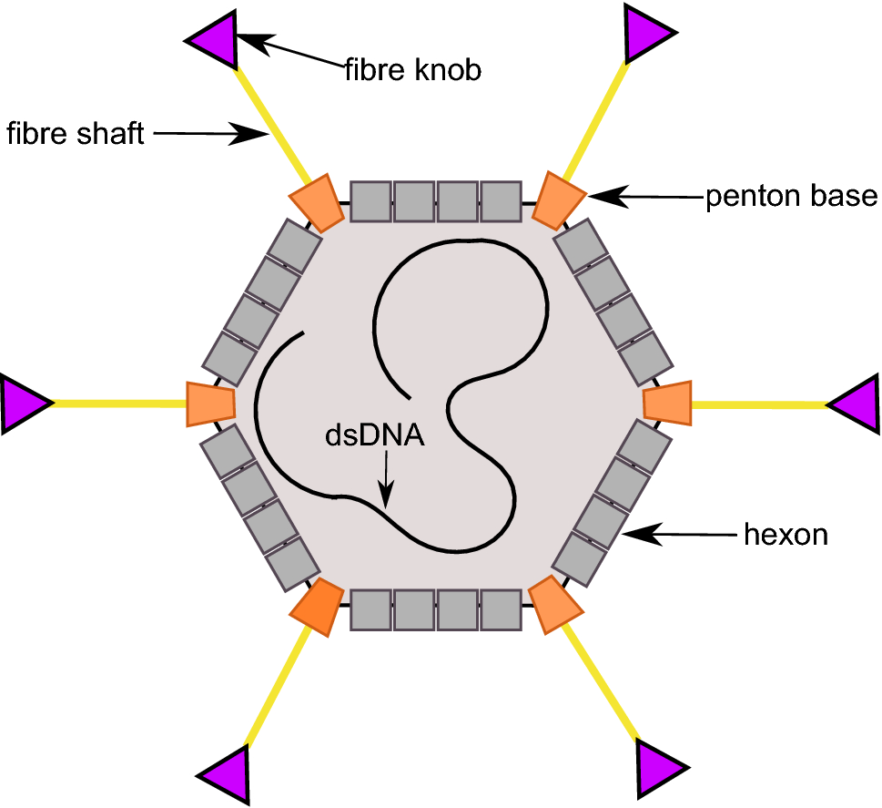 Human adenovirus binding to host cell receptors: a structural view ...