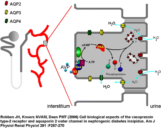 Rab proteins and Rab-associated proteins: major actors in the mechanism ...