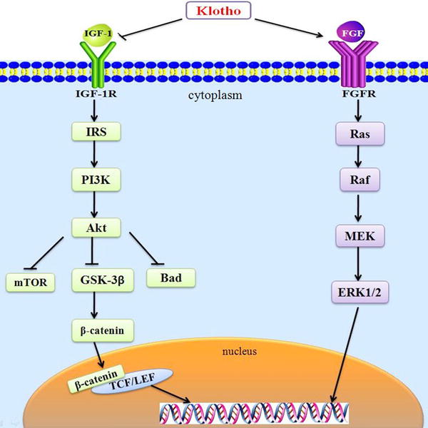 Klotho: a novel biomarker for cancer | SpringerLink
