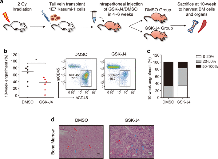 Therapeutic potential of GSK-J4, a histone demethylase KDM6B/JMJD3 ...