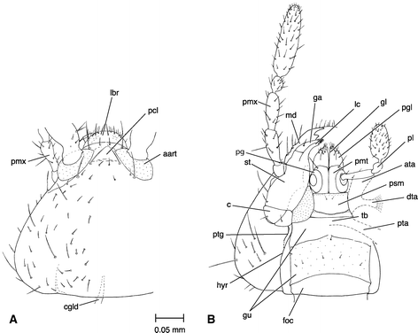 Cephalic anatomy of Zorotypus hubbardi (Hexapoda: Zoraptera): new ...