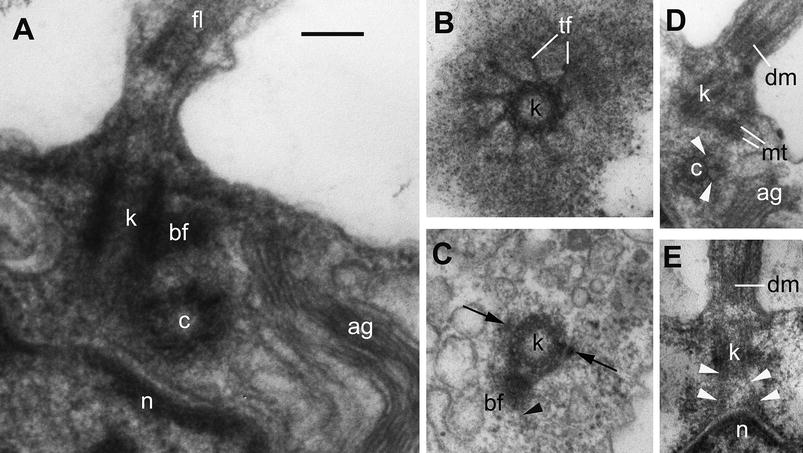 Flagellar apparatus structure of choanocyte in Sycon sp. and its ...