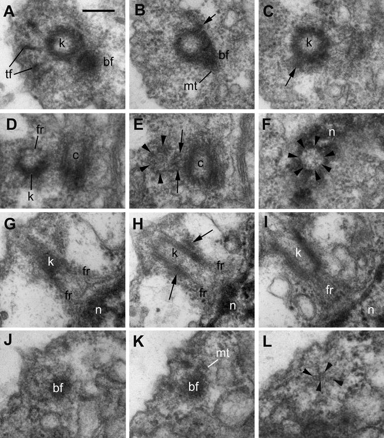 Flagellar apparatus structure of choanocyte in Sycon sp. and its ...