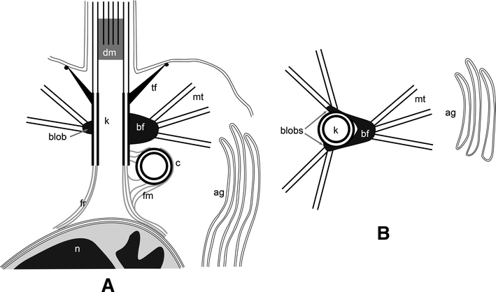 Flagellar apparatus structure of choanocyte in Sycon sp. and its ...