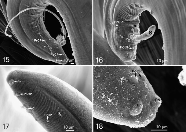 Thelazia rhodesi (Spirurida, Thelaziidae), bovine eyeworm ...