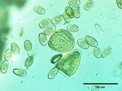 Occurrence of gastrointestinal parasites in slaughter rabbits ...