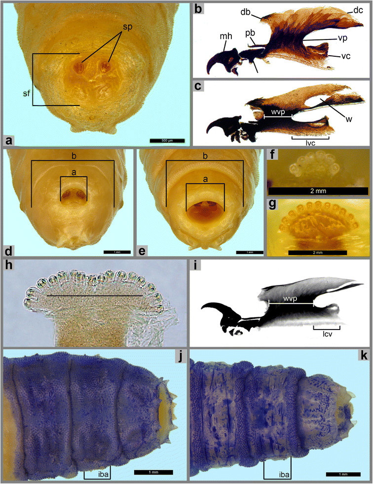 Third instar larvae of flesh flies (Diptera: Sarcophagidae) of forensic ...