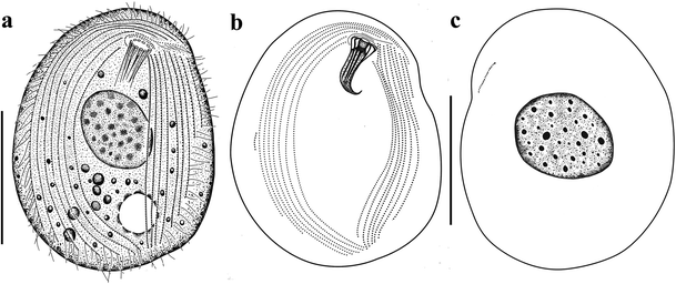 First record of Chilodonella piscicola (Ciliophora: Chilodonellidae ...