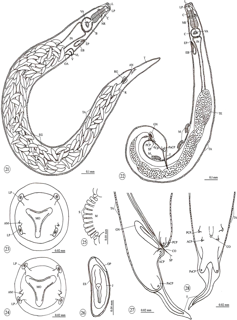Syphacia obvelata (Nematode, Oxyuridae) infecting laboratory mice Mus ...