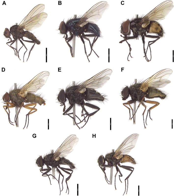 Identification of Muscidae (Diptera) of medico-legal importance by ...