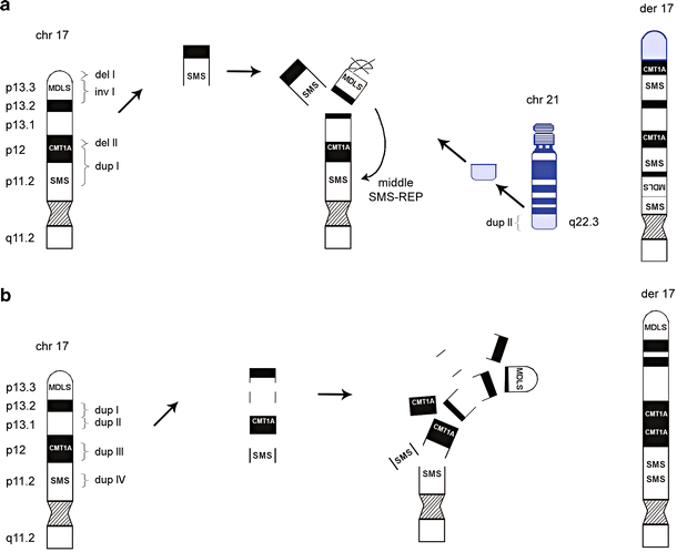 Complex chromosome 17p rearrangements associated with low-copy repeats ...