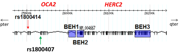 A global view of the OCA2-HERC2 region and pigmentation | SpringerLink