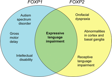 The distinct and overlapping phenotypic spectra of FOXP1 and FOXP2 in ...