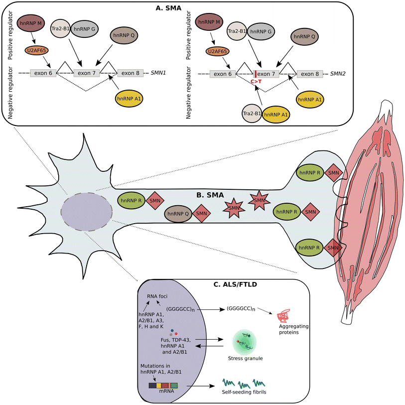 The hnRNP family: insights into their role in health and disease ...