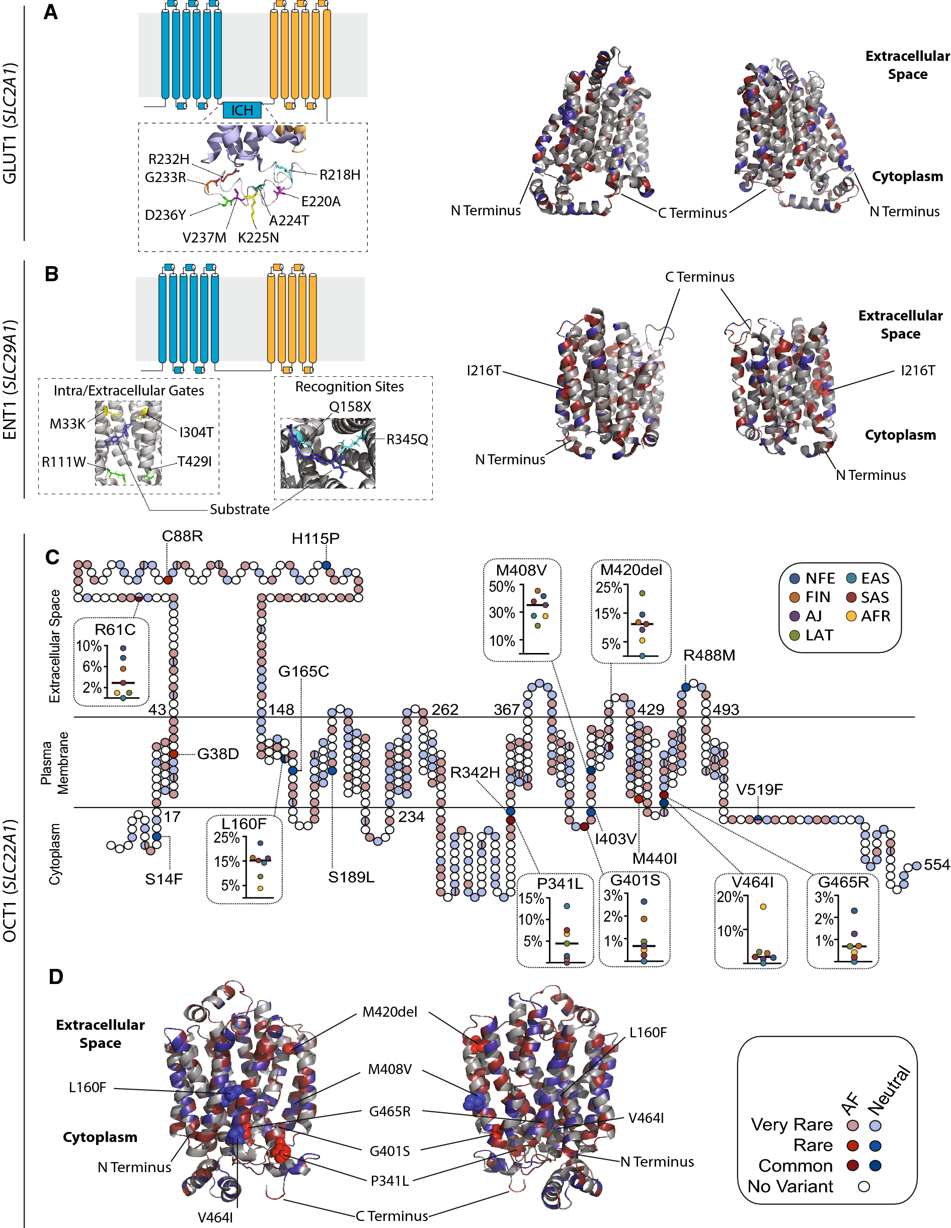 The genetic landscape of the human solute carrier (SLC) transporter ...