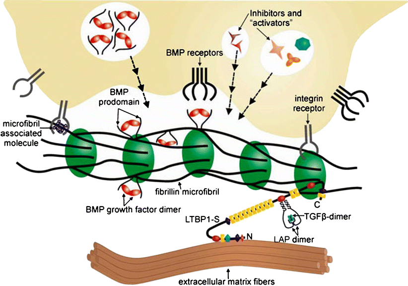 Biogenesis and function of fibrillin assemblies | SpringerLink