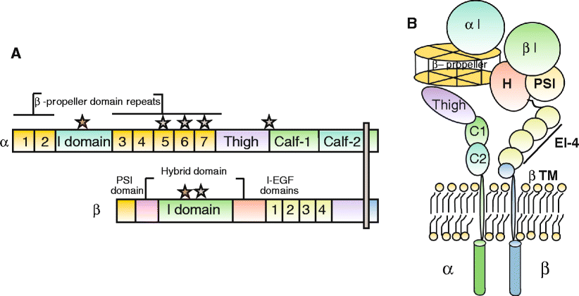 Integrins | SpringerLink