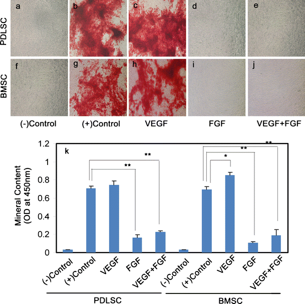 Effects of VEGF and FGF-2 on proliferation and differentiation of human ...