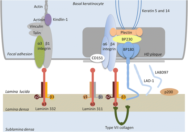 Blistering disease: insight from the hemidesmosome and other components ...