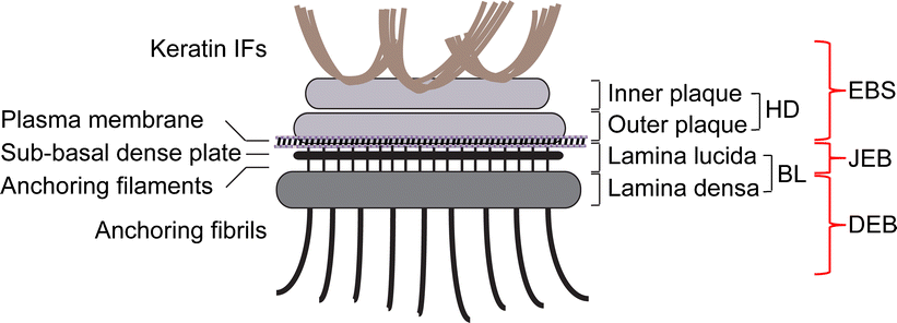 Molecular architecture and function of the hemidesmosome | SpringerLink