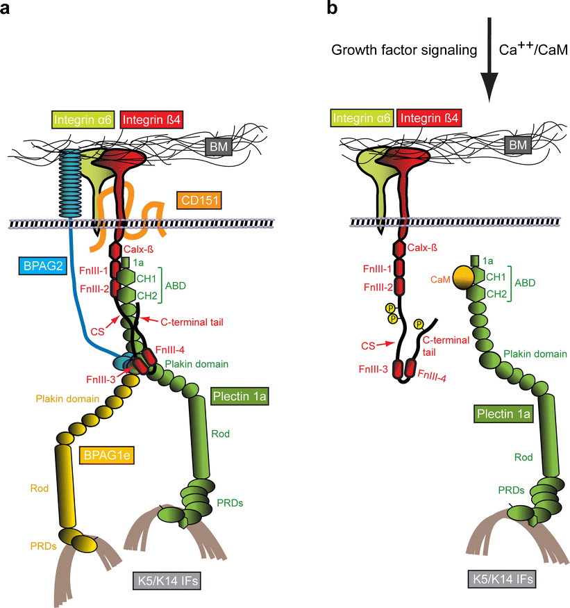 Molecular architecture and function of the hemidesmosome | SpringerLink