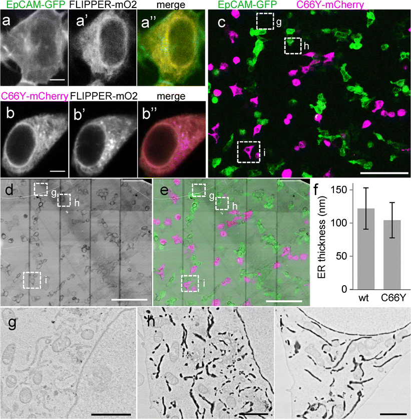 FLIPPER, a combinatorial probe for correlated live imaging and electron ...