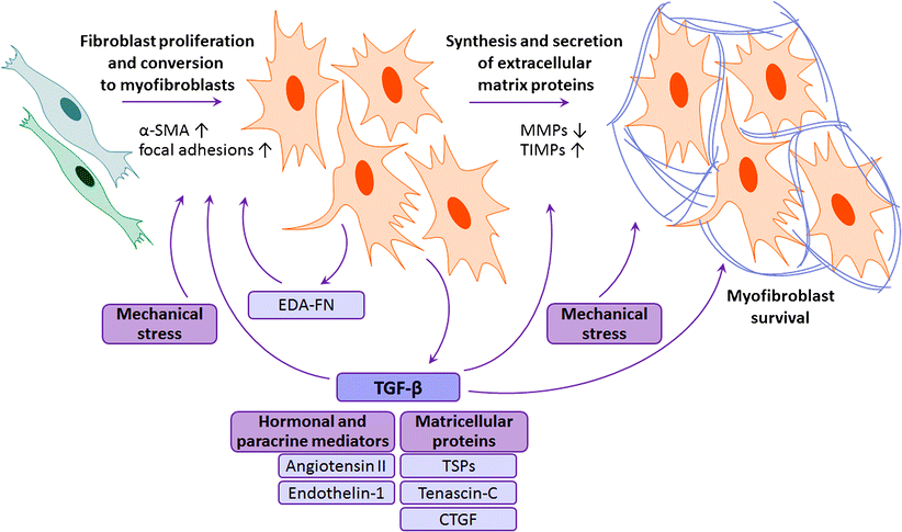 Cardiac fibrosis in myocardial infarction—from repair and remodeling to ...