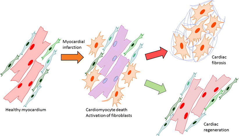 Cardiac fibrosis in myocardial infarction—from repair and remodeling to ...