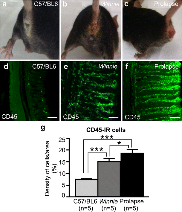 Rectal prolapse in Winnie mice with spontaneous chronic colitis ...