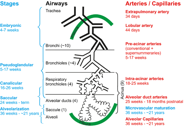 Development of the lung | SpringerLink