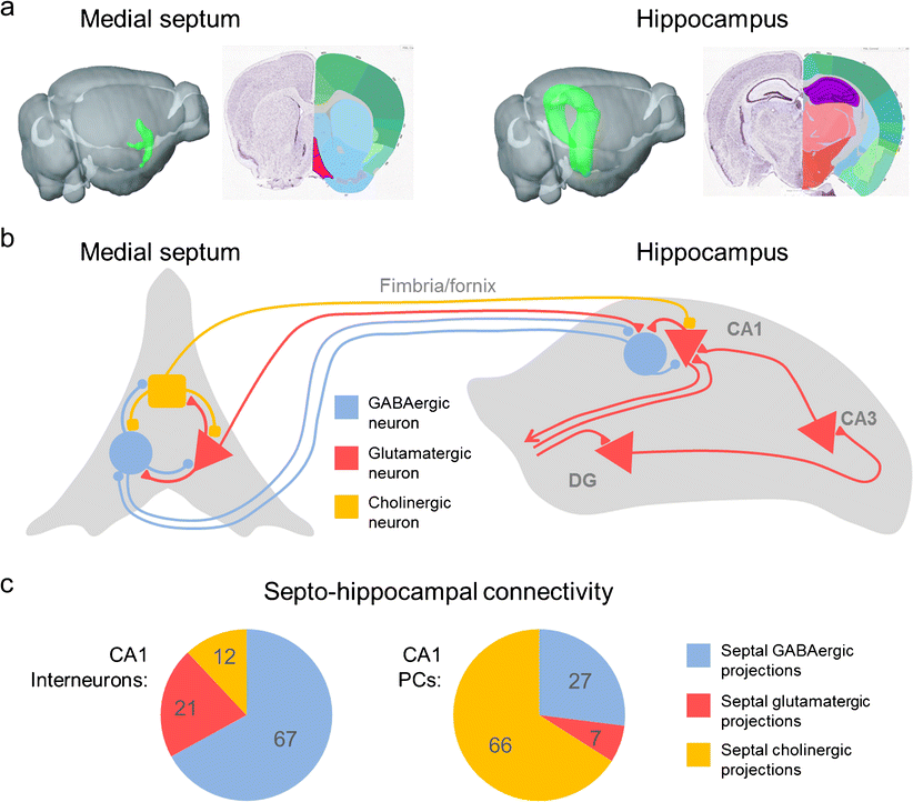 Septo–hippocampal interaction | SpringerLink