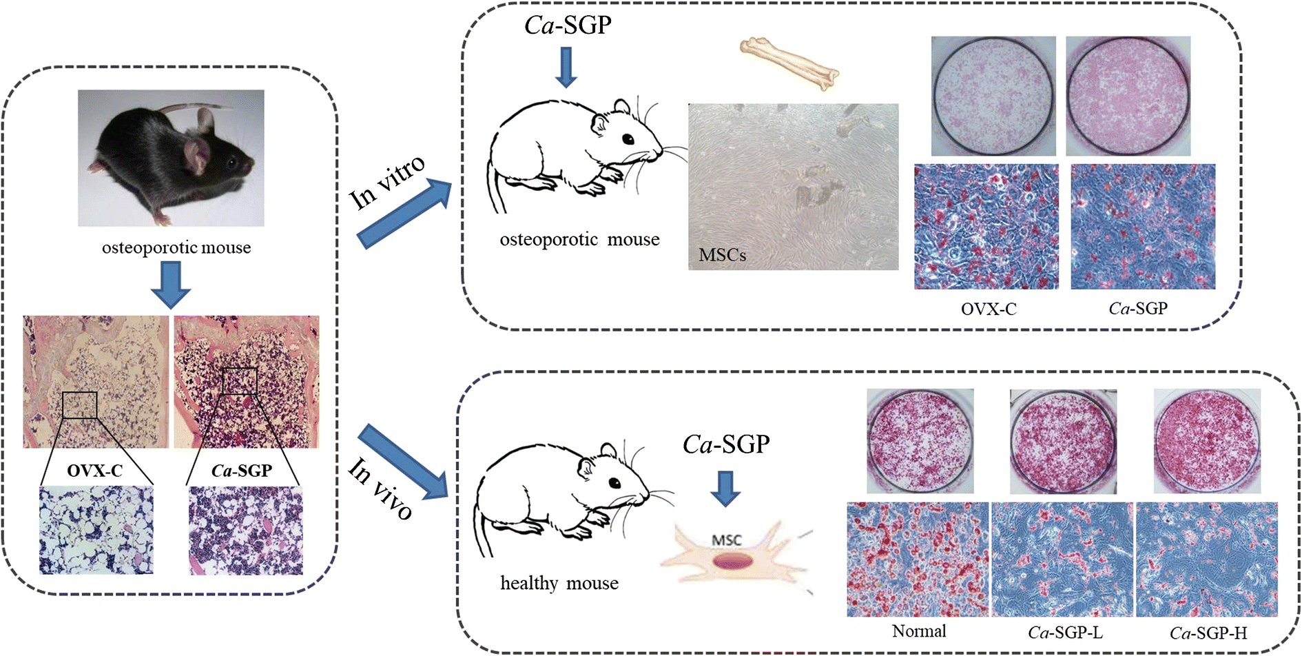 Sialoglycoprotein isolated from Carassius auratus eggs promotes ...