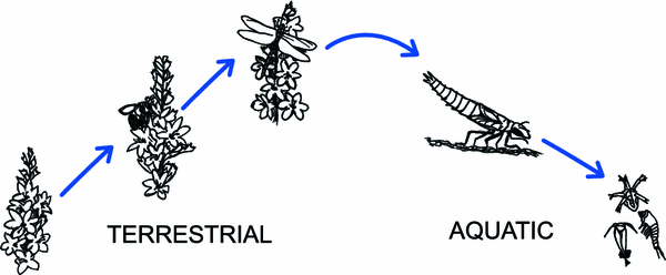 Effects of an invasive plant transcend ecosystem boundaries through a ...
