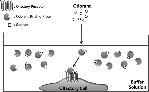 Specificity of odorant-binding proteins: a factor influencing the ...