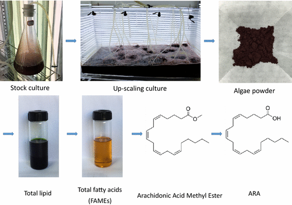 Scale-up cultivation enhanced arachidonic acid accumulation by red ...