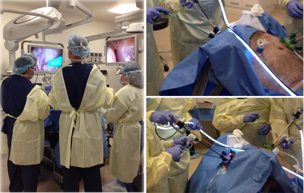 TAMIS-assisted laparoscopic low anterior resection with total mesorectal excision in a cadaveric ...