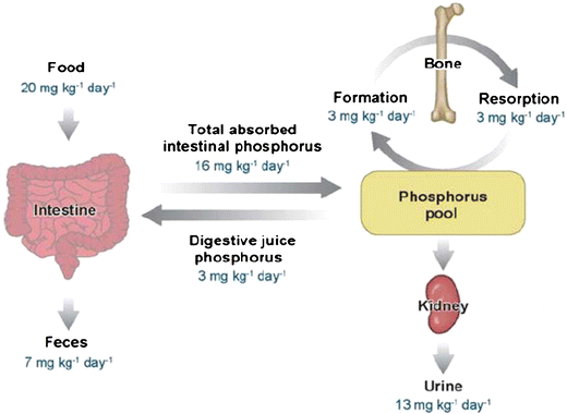 Regulation of phosphate homeostasis by the phosphatonins and other ...