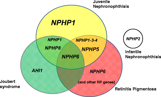 Nephronophthisis | SpringerLink