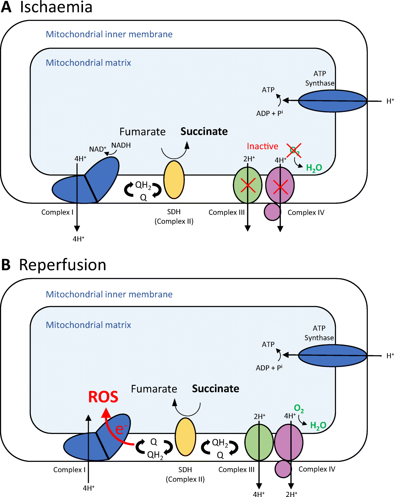 Mitochondrial mechanisms and therapeutics in ischaemia reperfusion ...