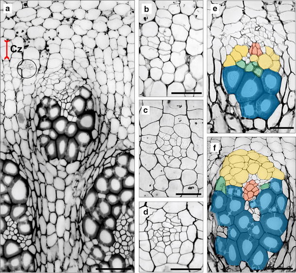Formation of amphivasal vascular bundles in Dracaena draco stem in ...
