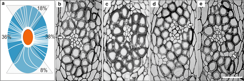 Formation of amphivasal vascular bundles in Dracaena draco stem in ...