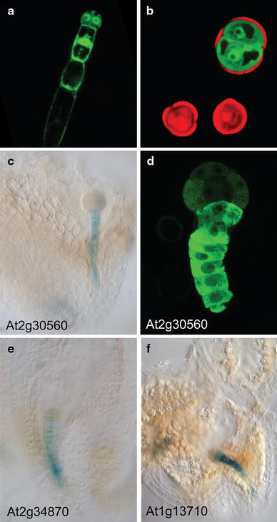 Microspore embryogenesis: establishment of embryo identity and pattern ...