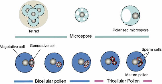 A decade of pollen transcriptomics | SpringerLink
